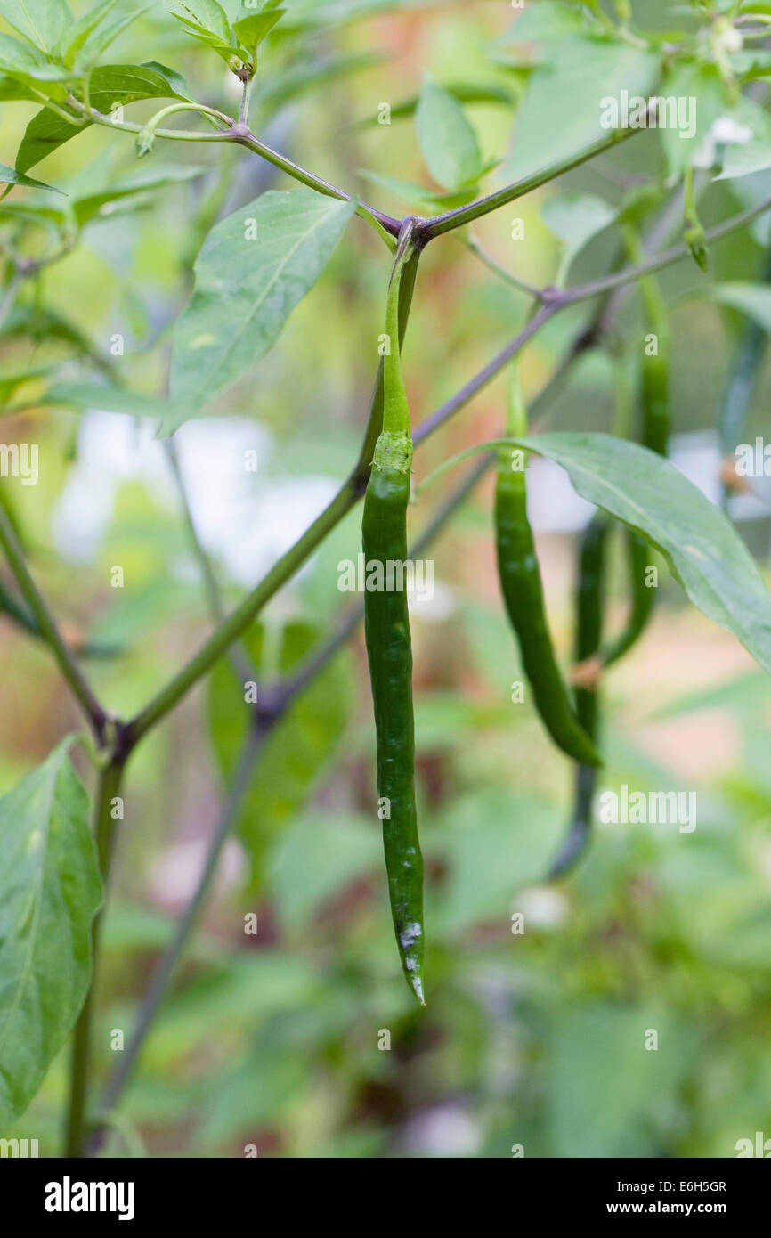 Chilli plants greenhouse hi-res stock photography and images - Alamy
