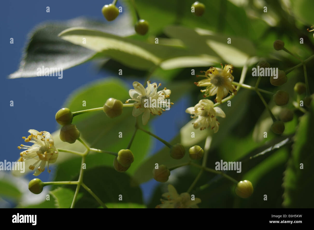 Lime (Tilia americana) tree blossom, close up Stock Photo - Alamy