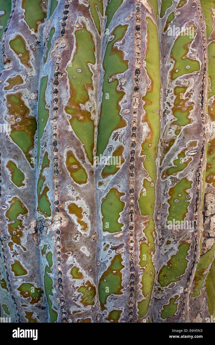 Mexican giant cactus hi-res stock photography and images - Alamy