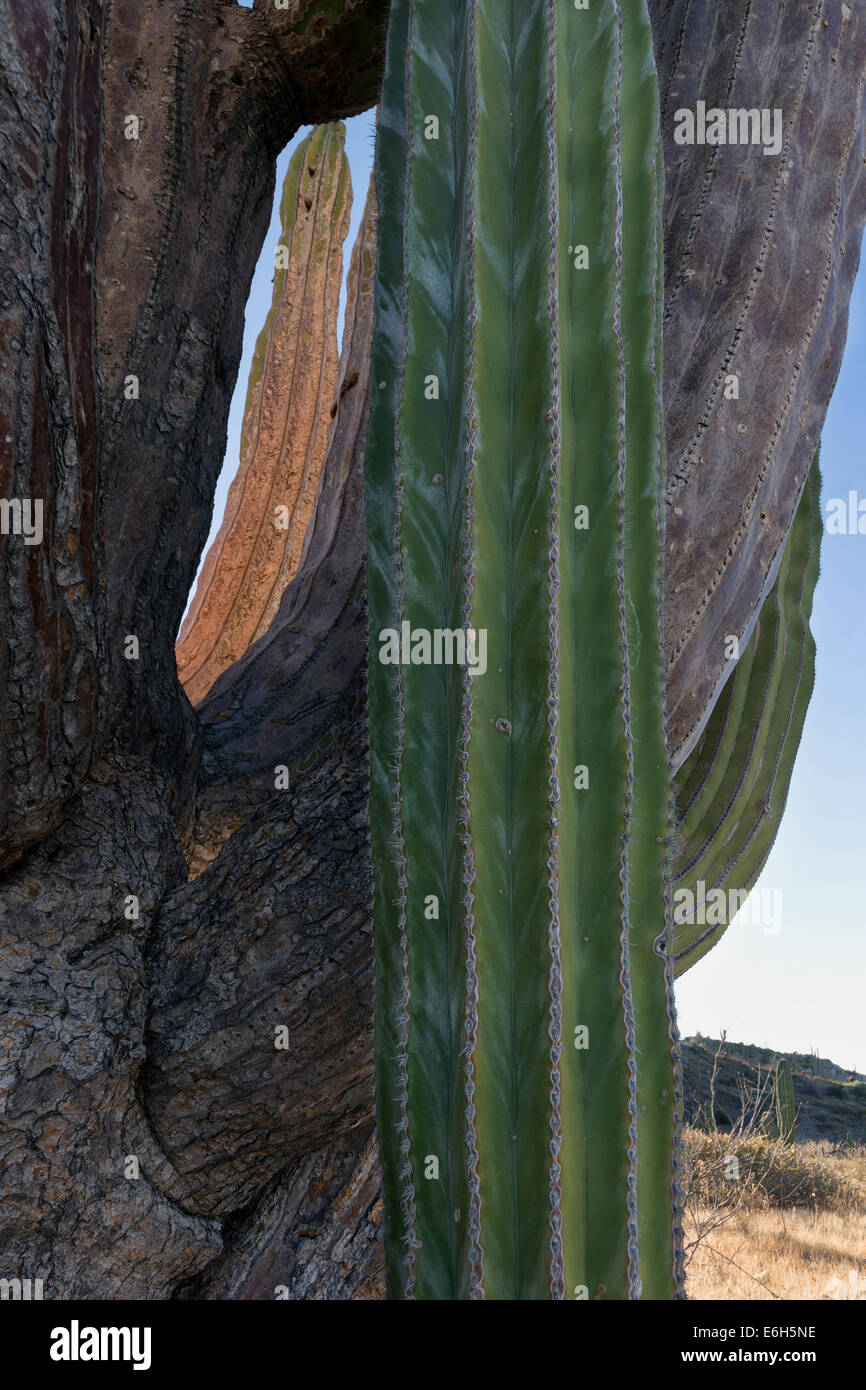 Mexican giant cardon cactus hi-res stock photography and images - Alamy