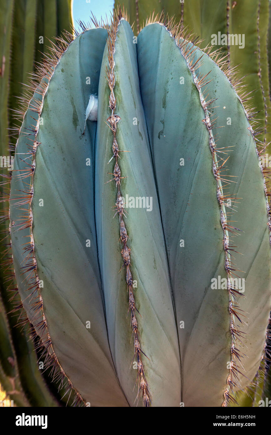 Cocoon on young Mexican giant cardon cactus, Isla Catalina, Sea of ...