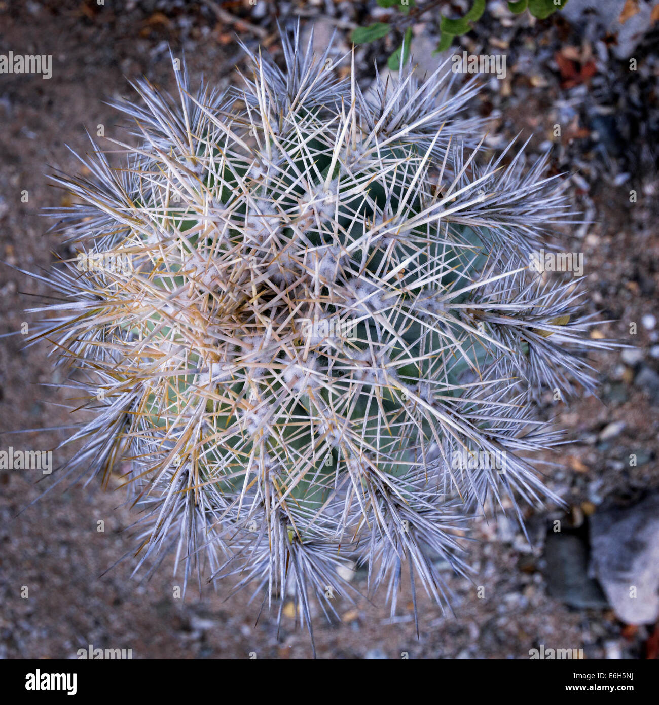 Top view of young mexican giant cardon cactus hi-res stock photography ...