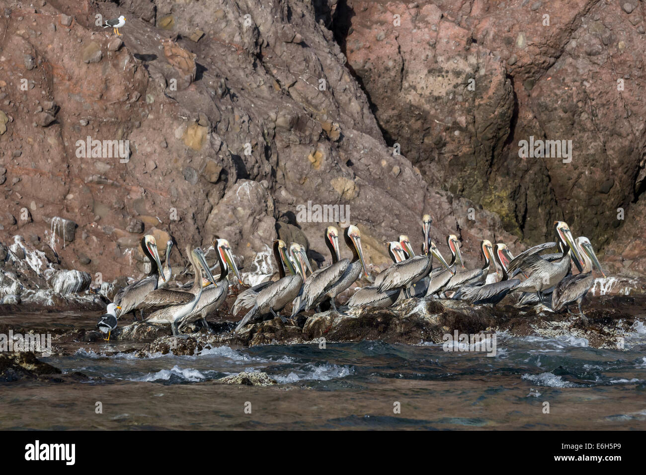 Isla Carmen shore line with pelicans and yellow-footed gulls, Sea of ...
