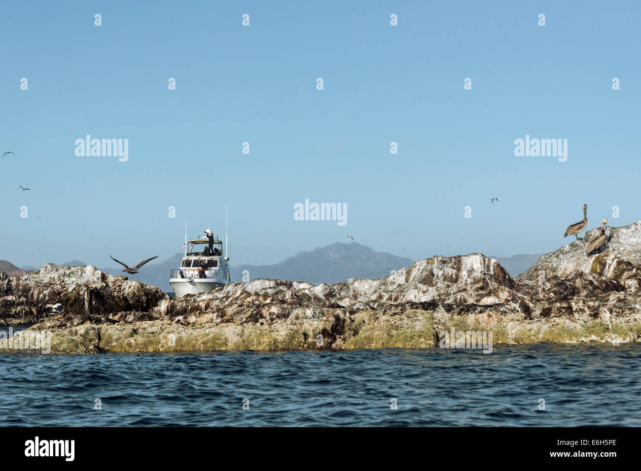 Photographing Brown pelicans, Isla Carmen, Sea of Cortez, Baja, Mexico ...