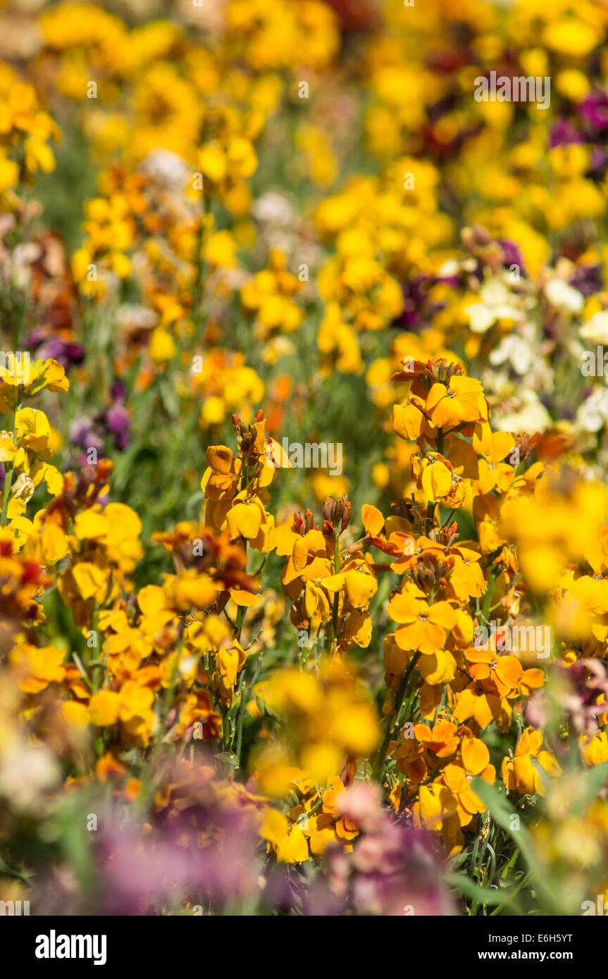Blooming meadow flowers hi-res stock photography and images - Alamy