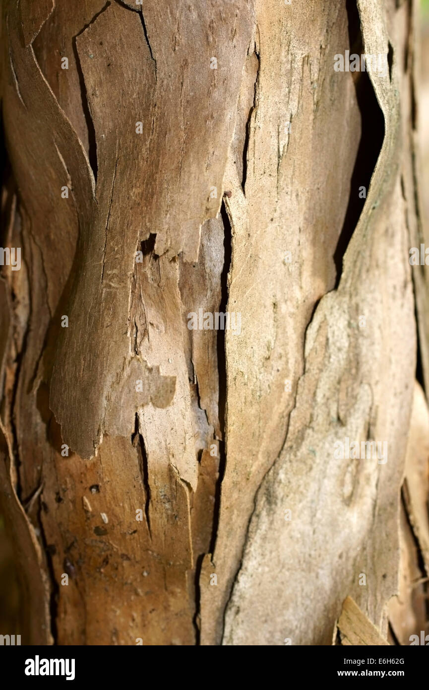 Tree bark background Stock Photo - Alamy