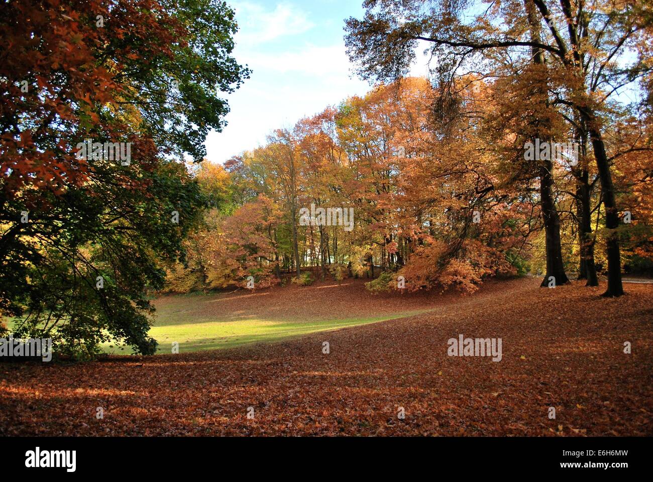 Autumn Trees in Brussels Belgium at Parc de Woluwe Stock Photo - Alamy