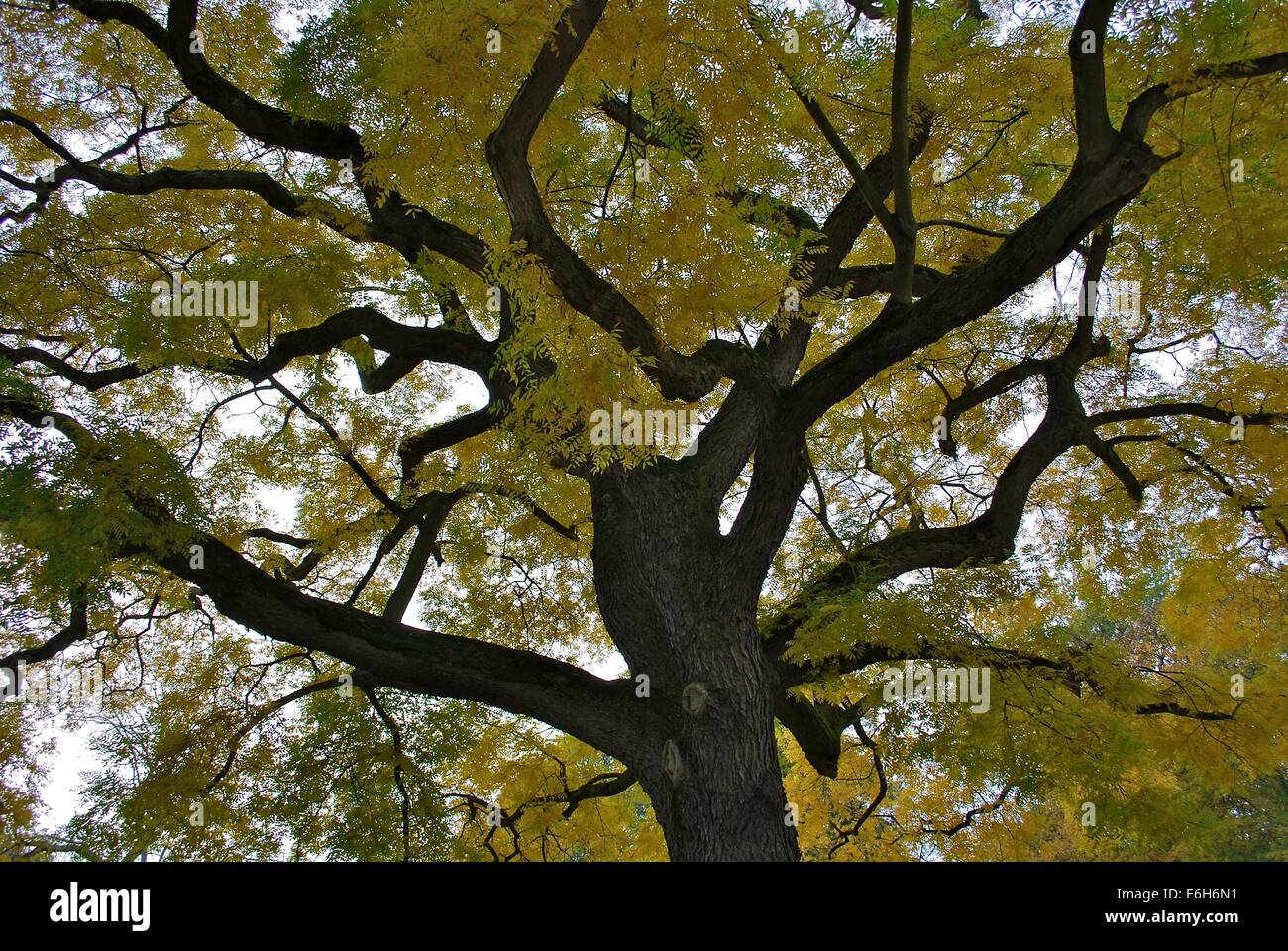 Autumn Trees in Brussels, Belgium at Parc de Woluwe Stock Photo - Alamy