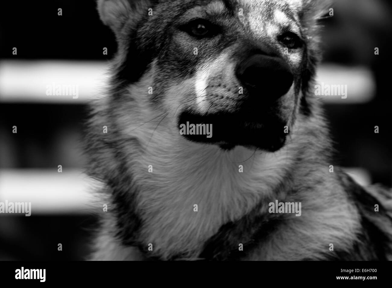 Wolf head portrait Stock Photo - Alamy