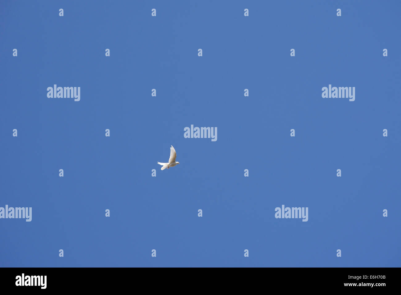 Fluttering pigeon hi-res stock photography and images - Alamy