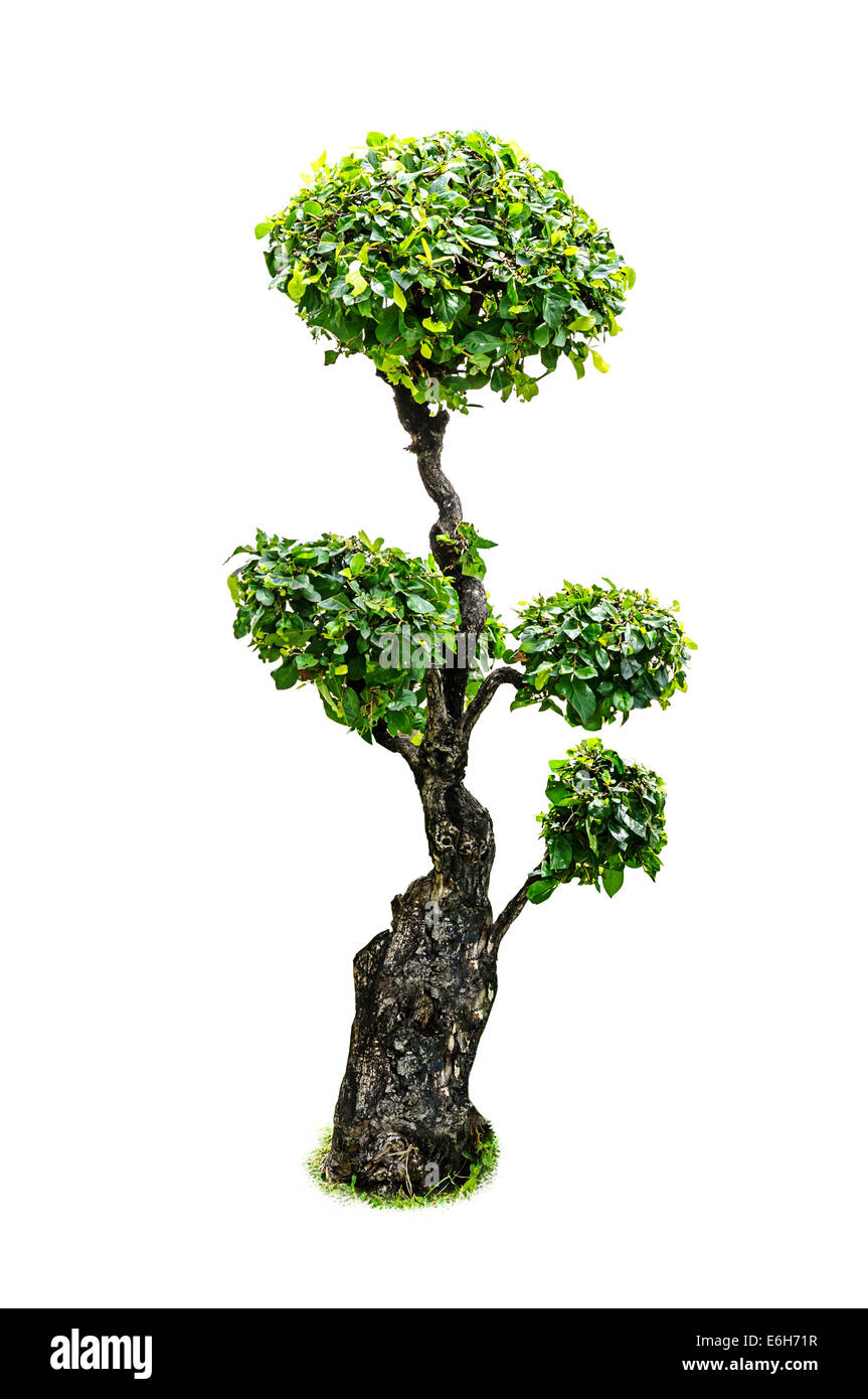 Dwarf tree hi-res stock photography and images - Alamy