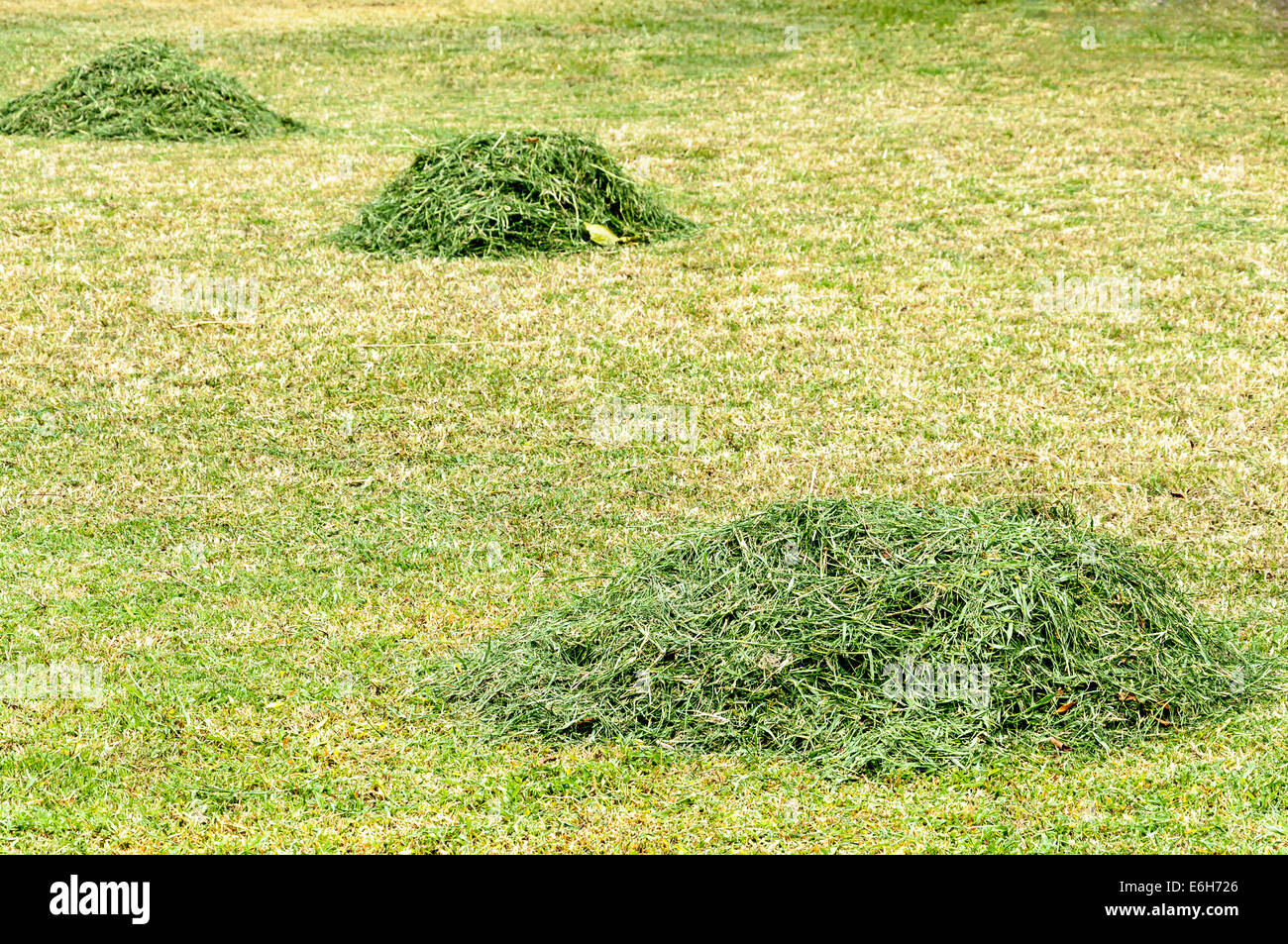 Haystack in the field Stock Photo - Alamy