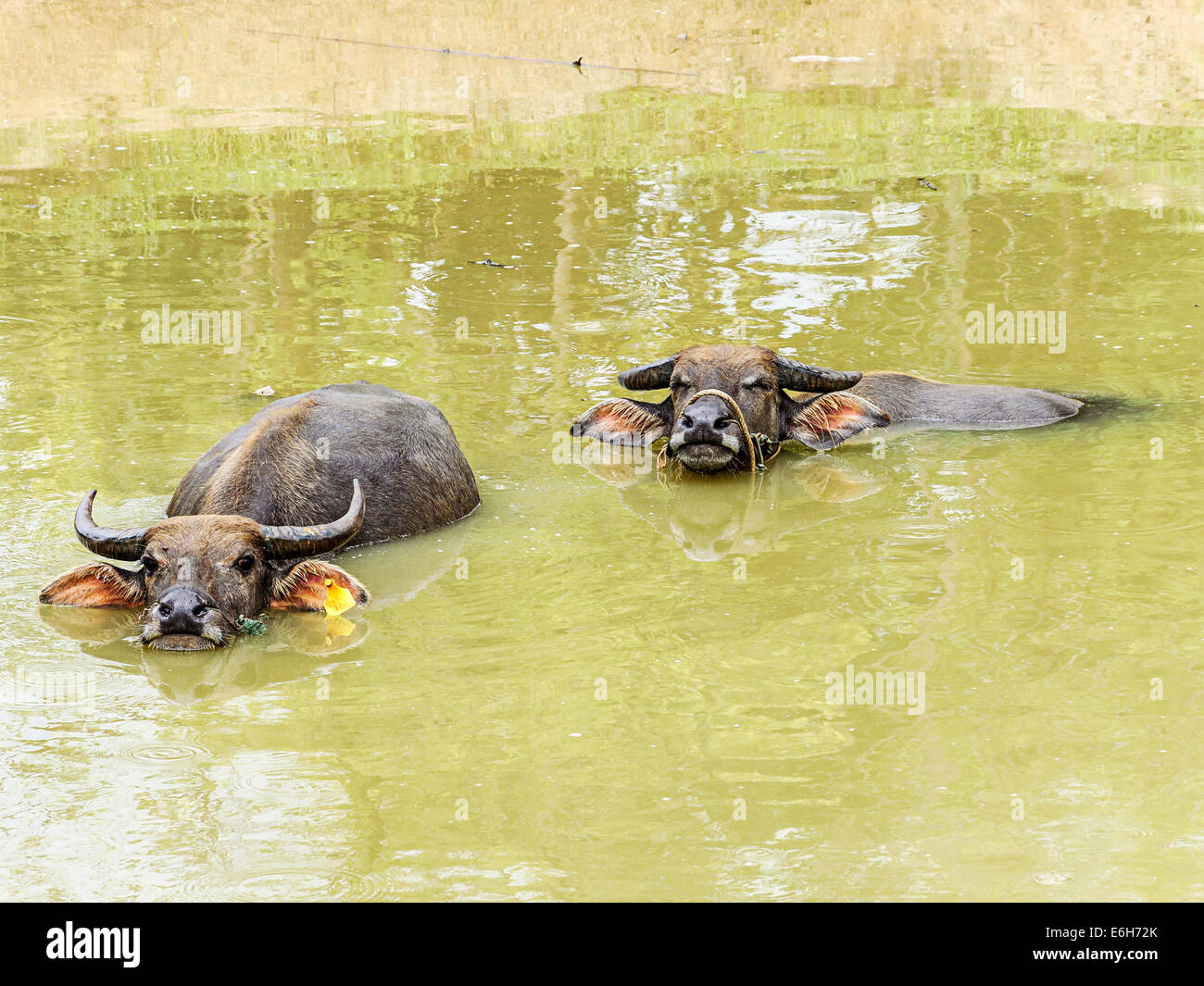 Side of water buffalo hi-res stock photography and images - Alamy
