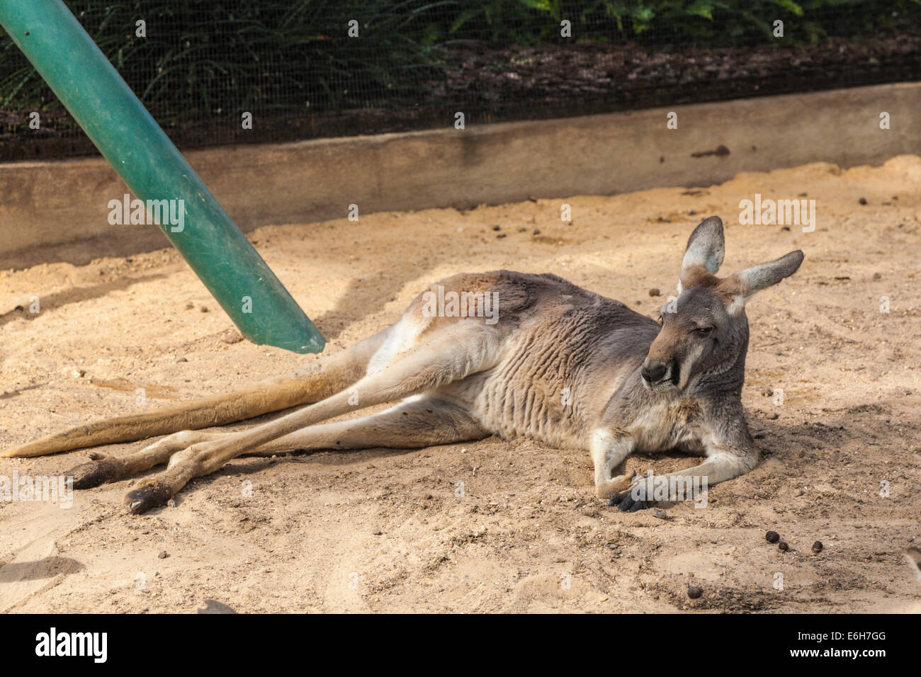 Lying kangaroo hi-res stock photography and images - Alamy