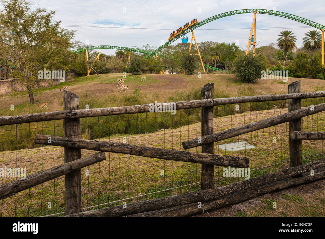 Cheetah Hunt roller coaster winding through animal habitat and past ...
