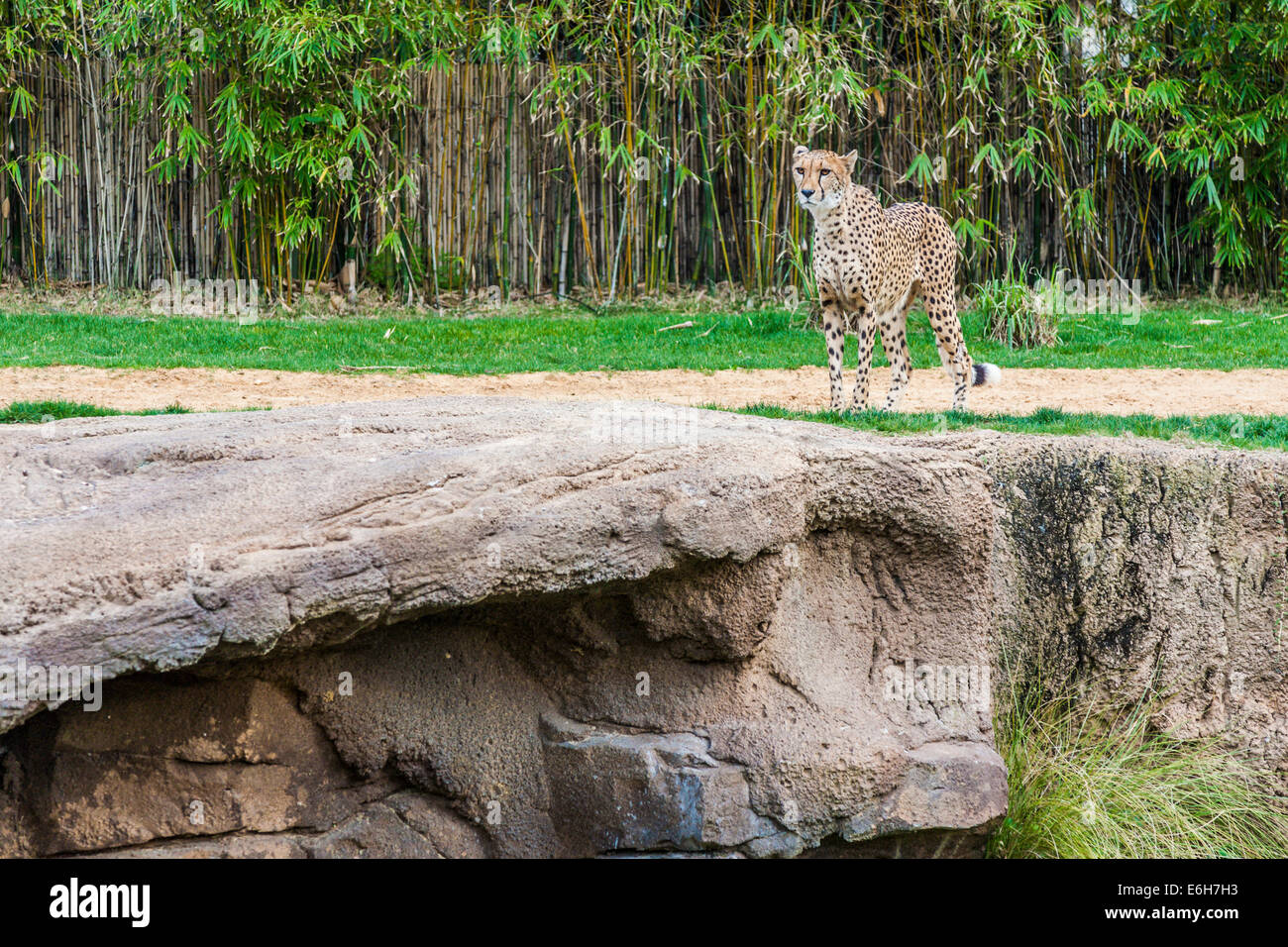 Cheetah (Acinonyx jubatus) in natural habitat at Busch Gardens in Tampa ...