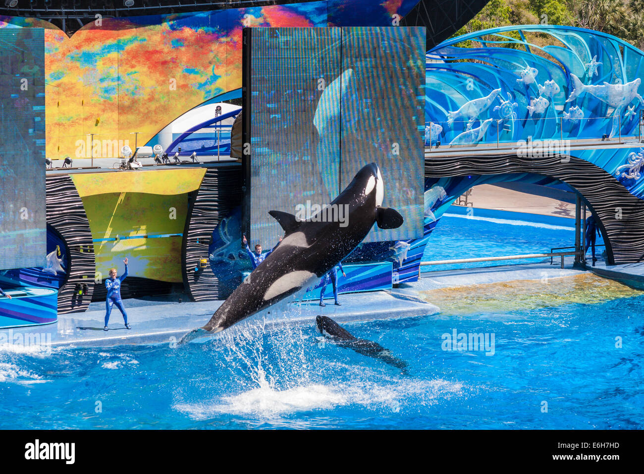 Killer whales (Orcinus orca) performing at show in Shamu Stadium at Sea ...