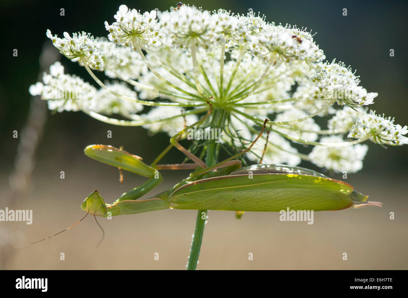 Mantis queen hi-res stock photography and images - Alamy