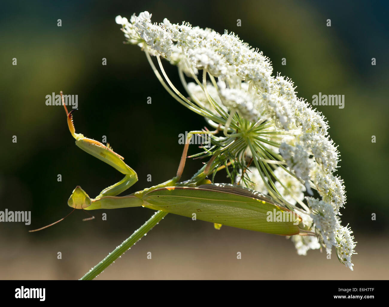 Mantis queen hi-res stock photography and images - Alamy