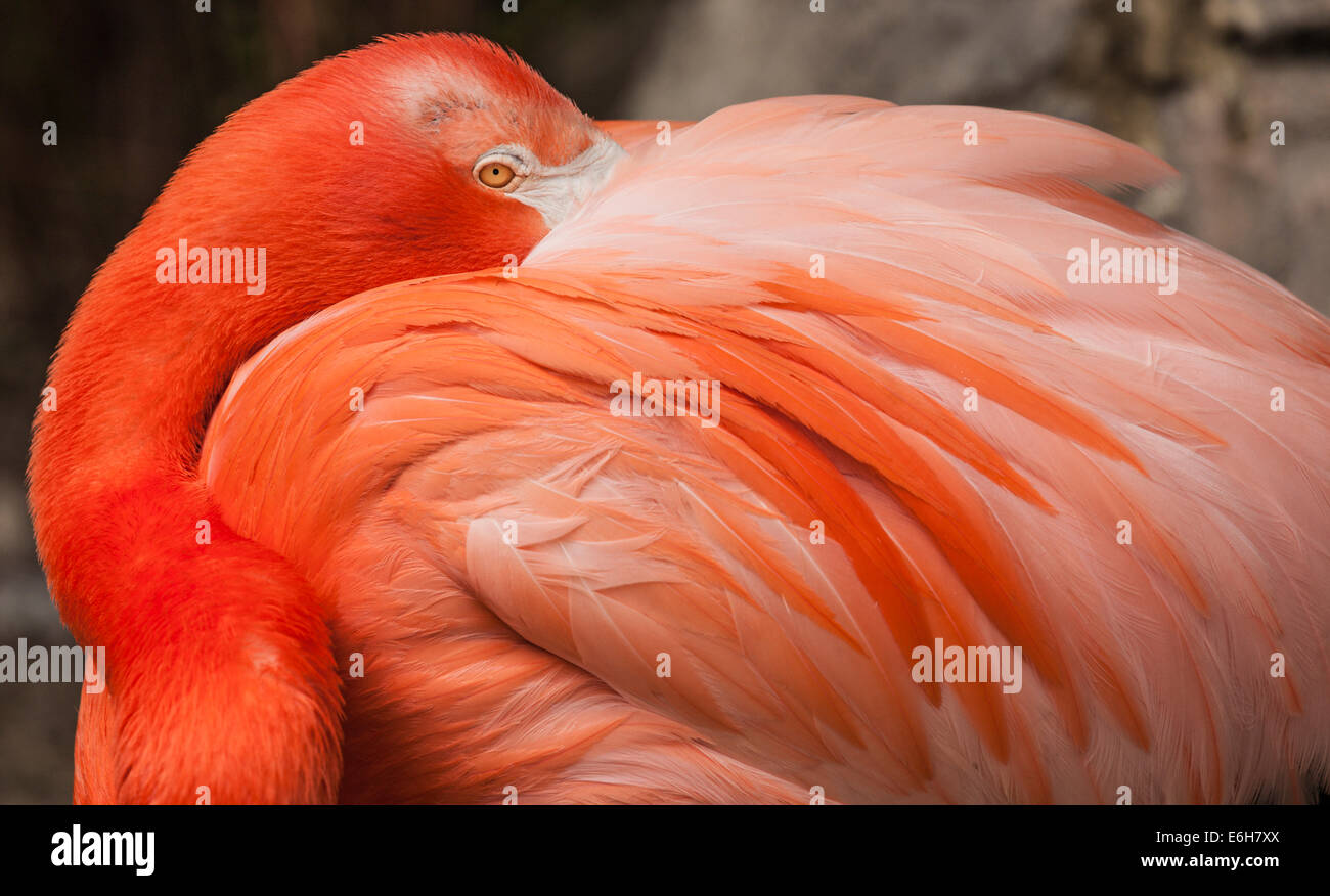 Captivity hi-res stock photography and images - Alamy