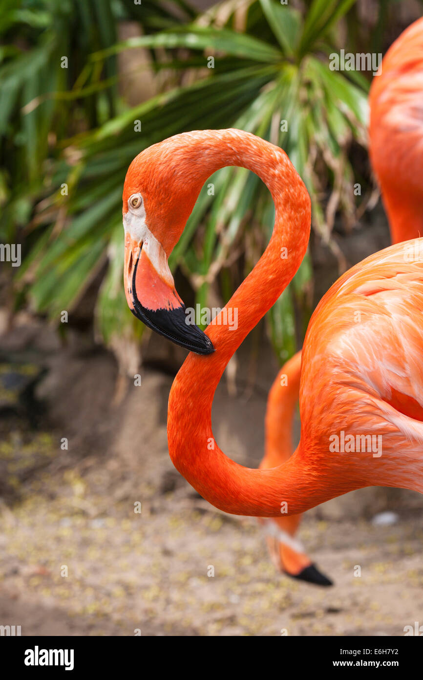 Flamingo in captivity Stock Photo - Alamy