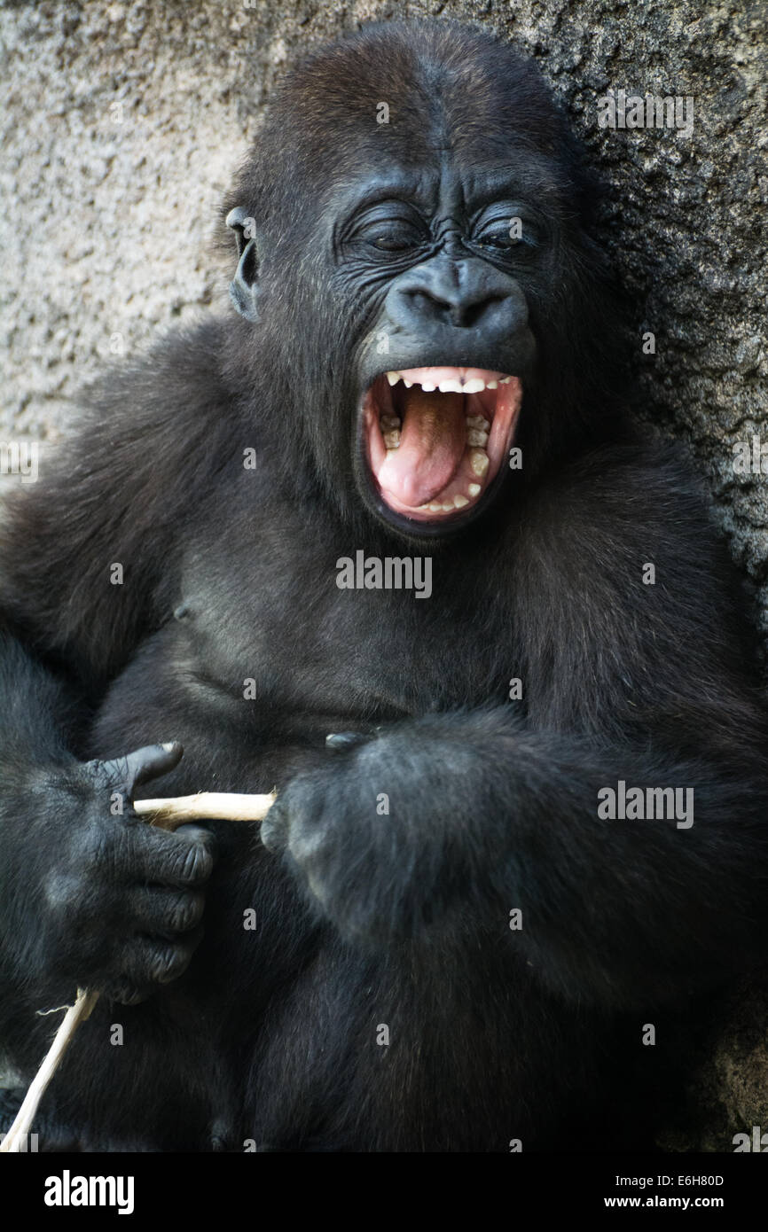 Baby Gorilla Ivan is about 15 months old in this photograph. He is a ...