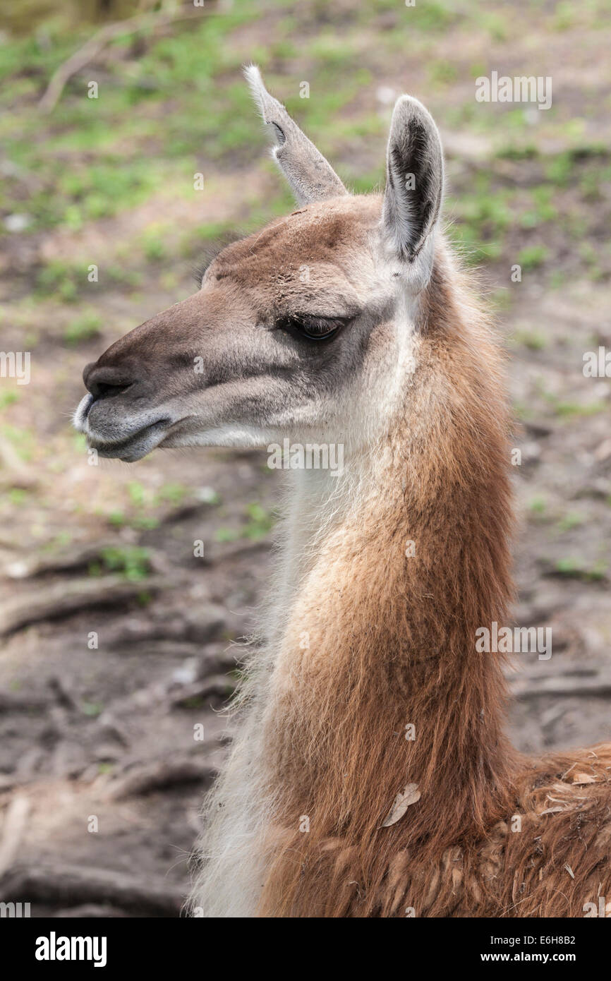 Llama zoo hi-res stock photography and images - Alamy