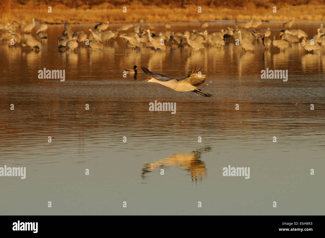 Sandhill Cranes flying over the water at Bosque Del Apache National ...