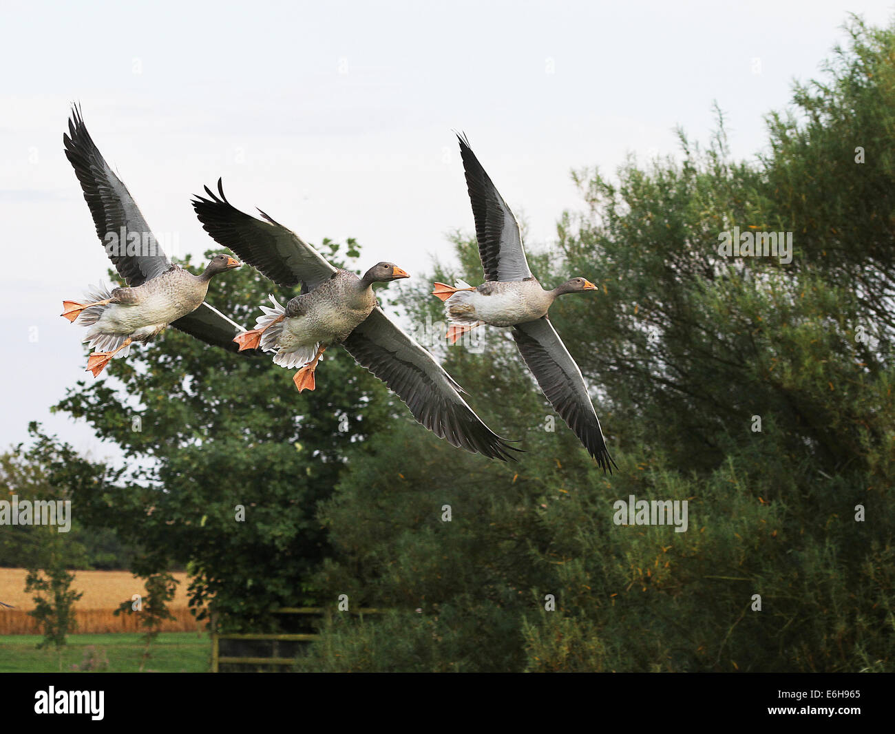 Lag image hi-res stock photography and images - Alamy