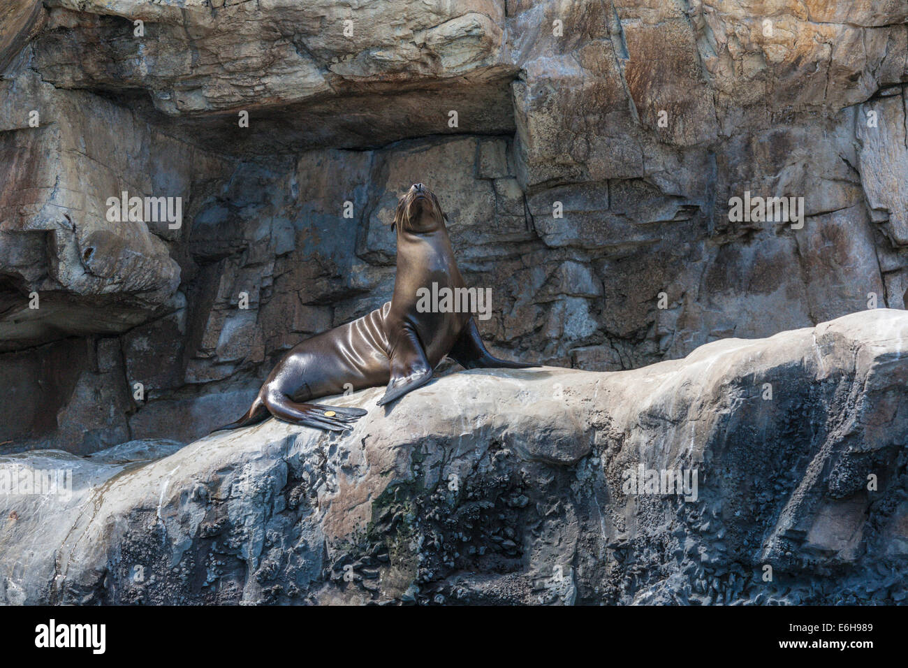 Sea lion sunning itself on the rocks of the Pacific Point Preserve ...