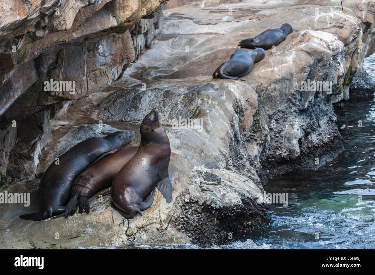 Sea lions lying on the rocks of the Pacific Point Preserve attraction ...
