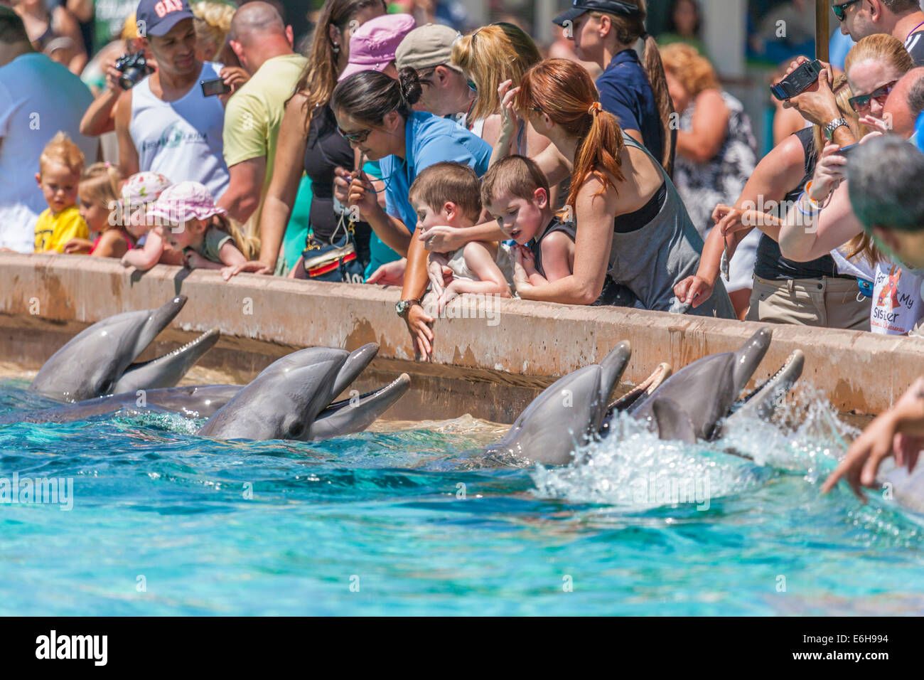 Park guests touching and petting bottle nose dolphins at Sea World ...