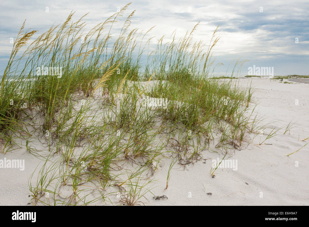 Sea grasses and sand dunes help to protect the white sand beaches at ...