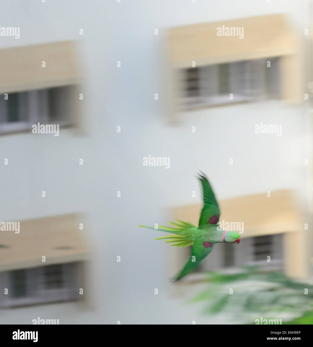 Wild urban parakeet flight Stock Photo - Alamy