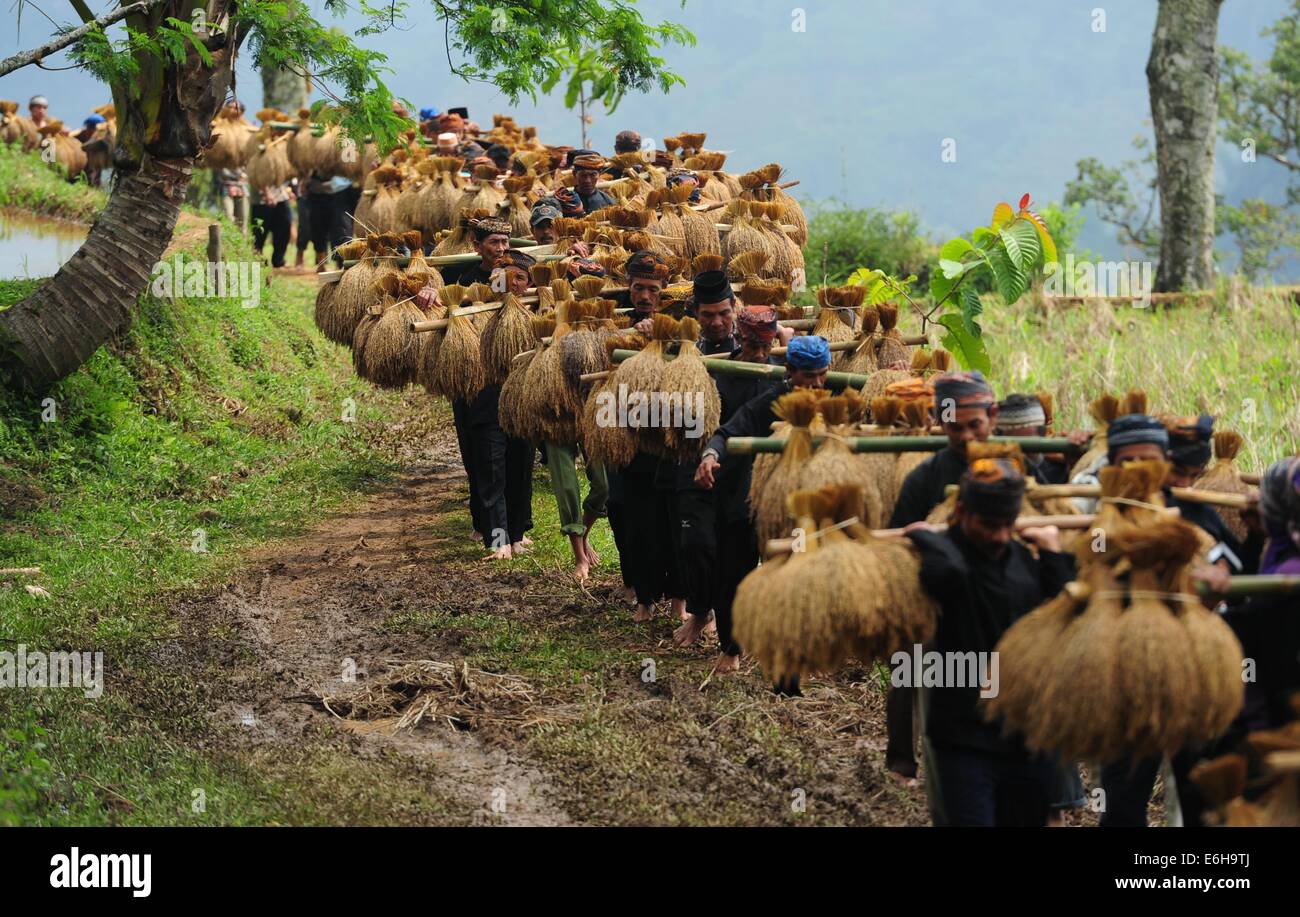 Jakarta, Indonesia. 24th Aug, 2014. Villagers carry unhusked rice ...
