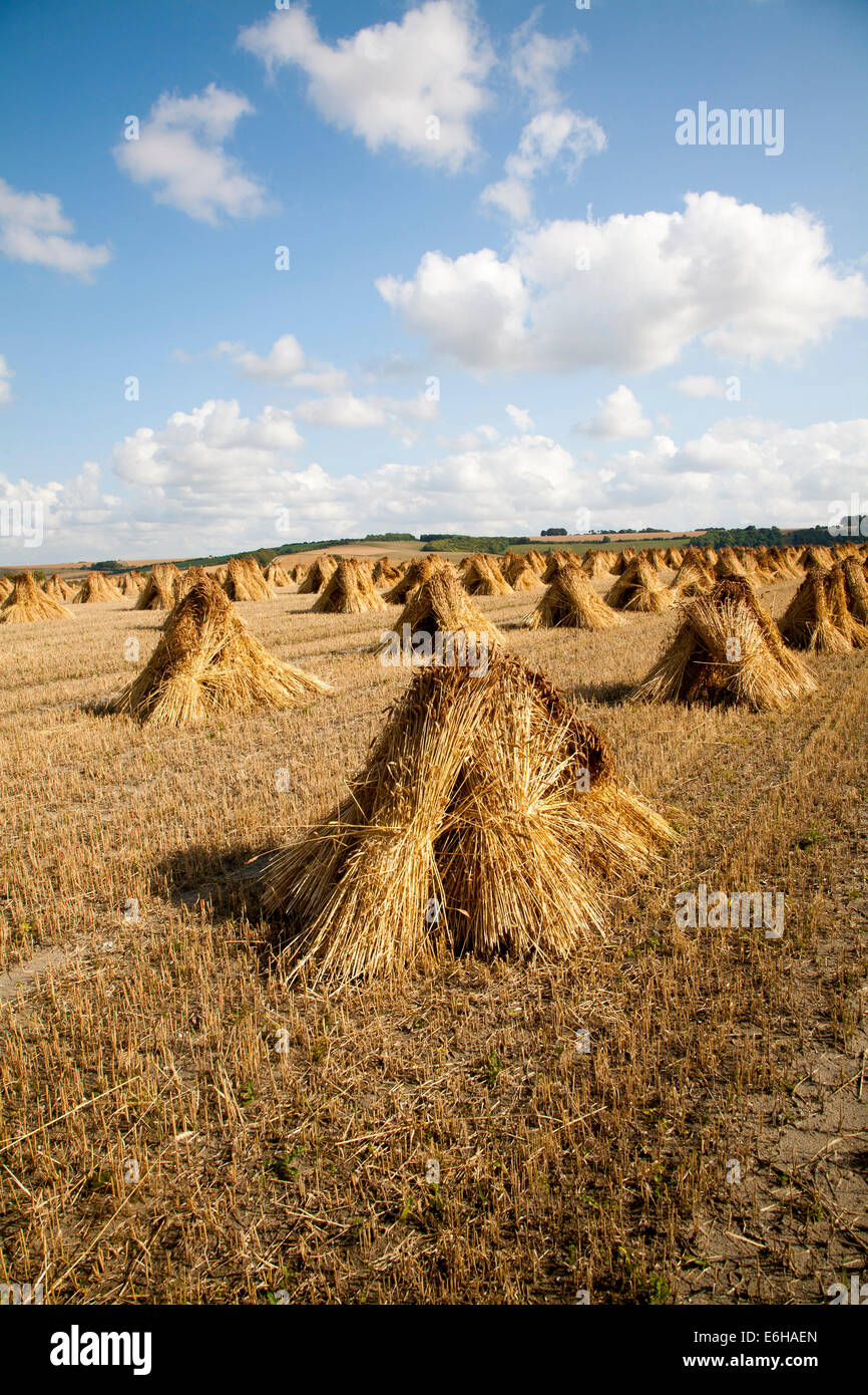 Drying field hi-res stock photography and images - Alamy