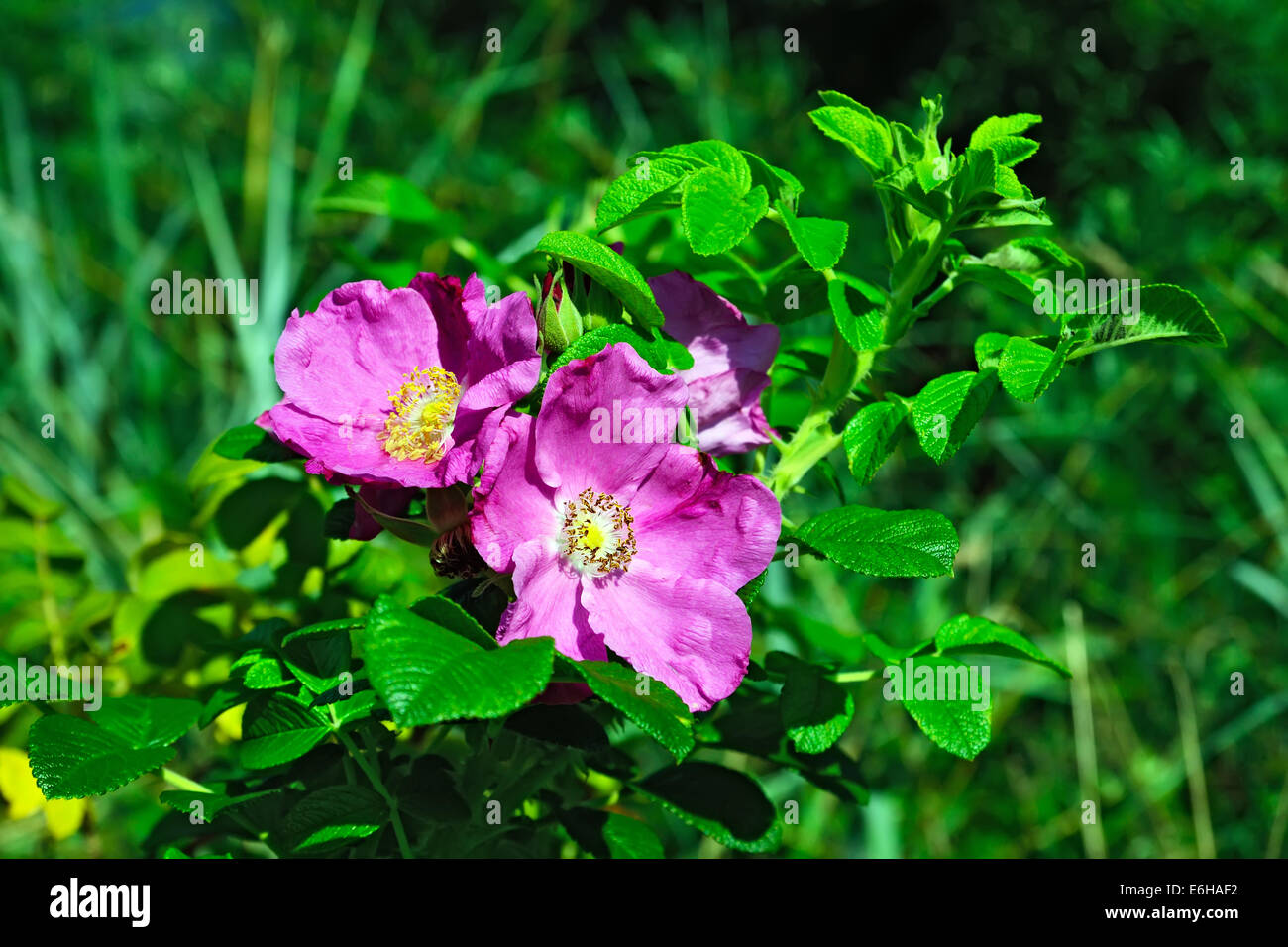 Large wild rose bush hi-res stock photography and images - Alamy