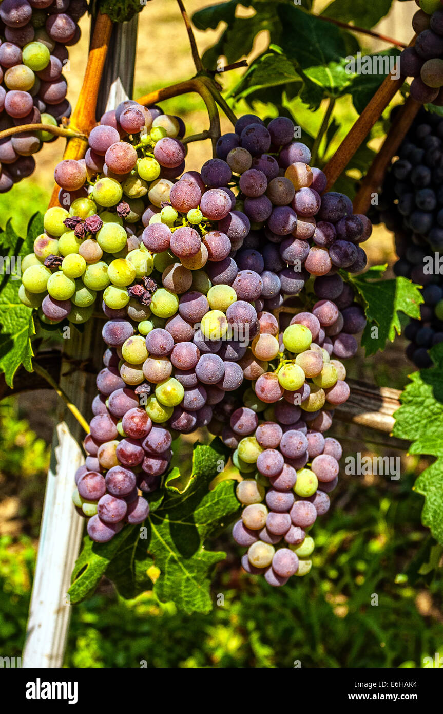 Grape nebbiolo hi-res stock photography and images - Alamy