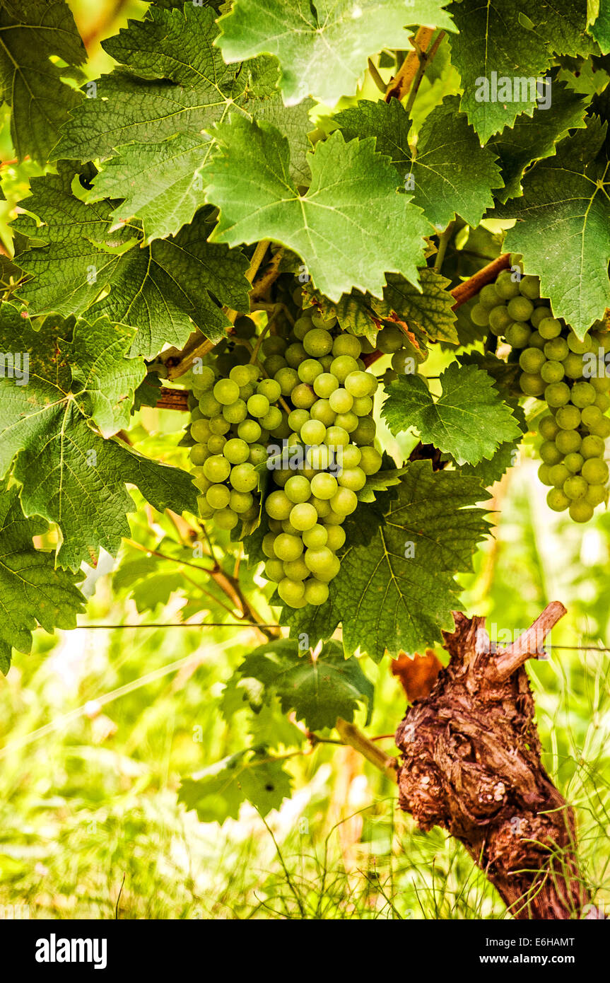 Italy Piedmont Langhe Neviglie Moscato Grape Stock Photo - Alamy