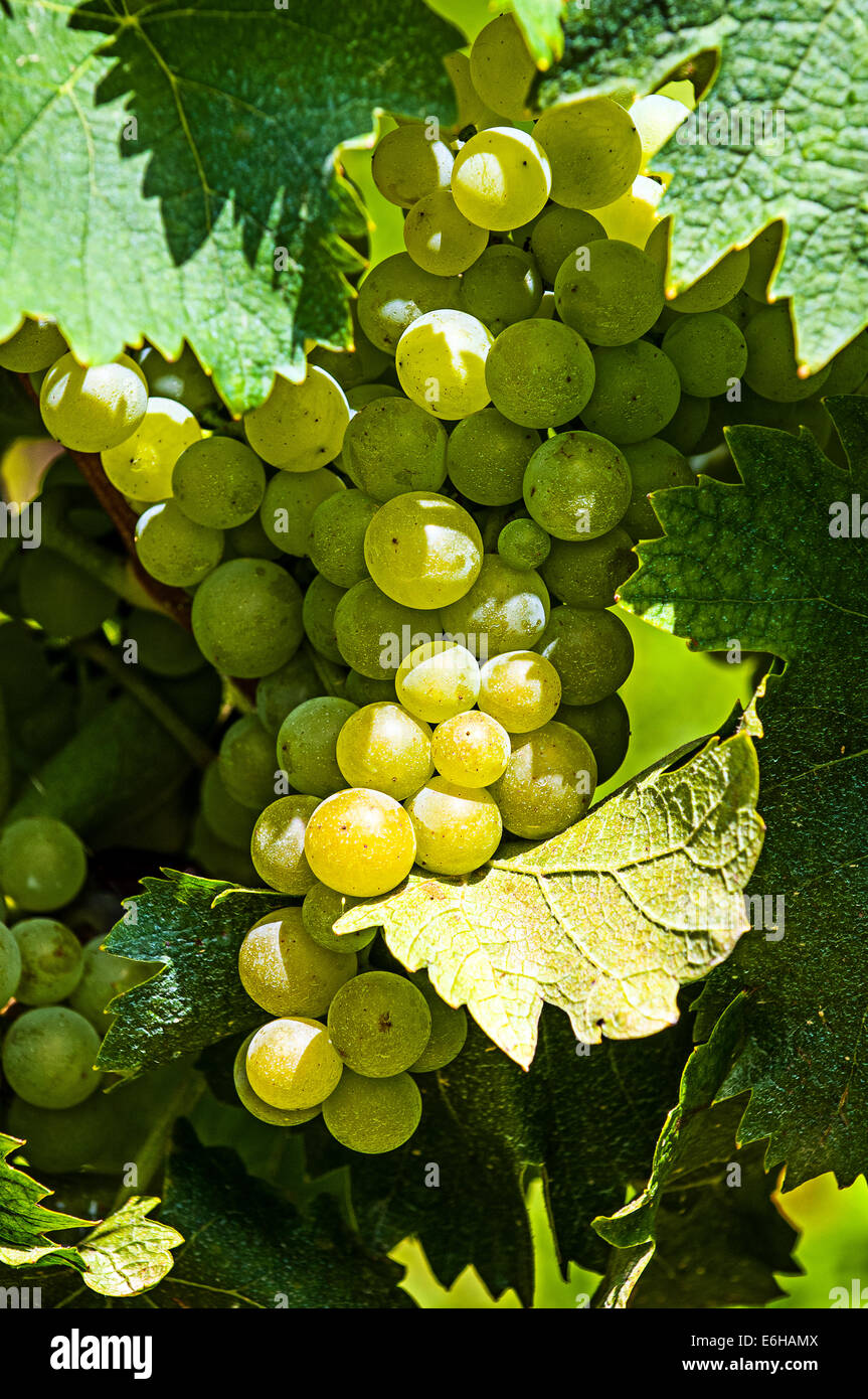 Moscato grapes hi-res stock photography and images - Alamy