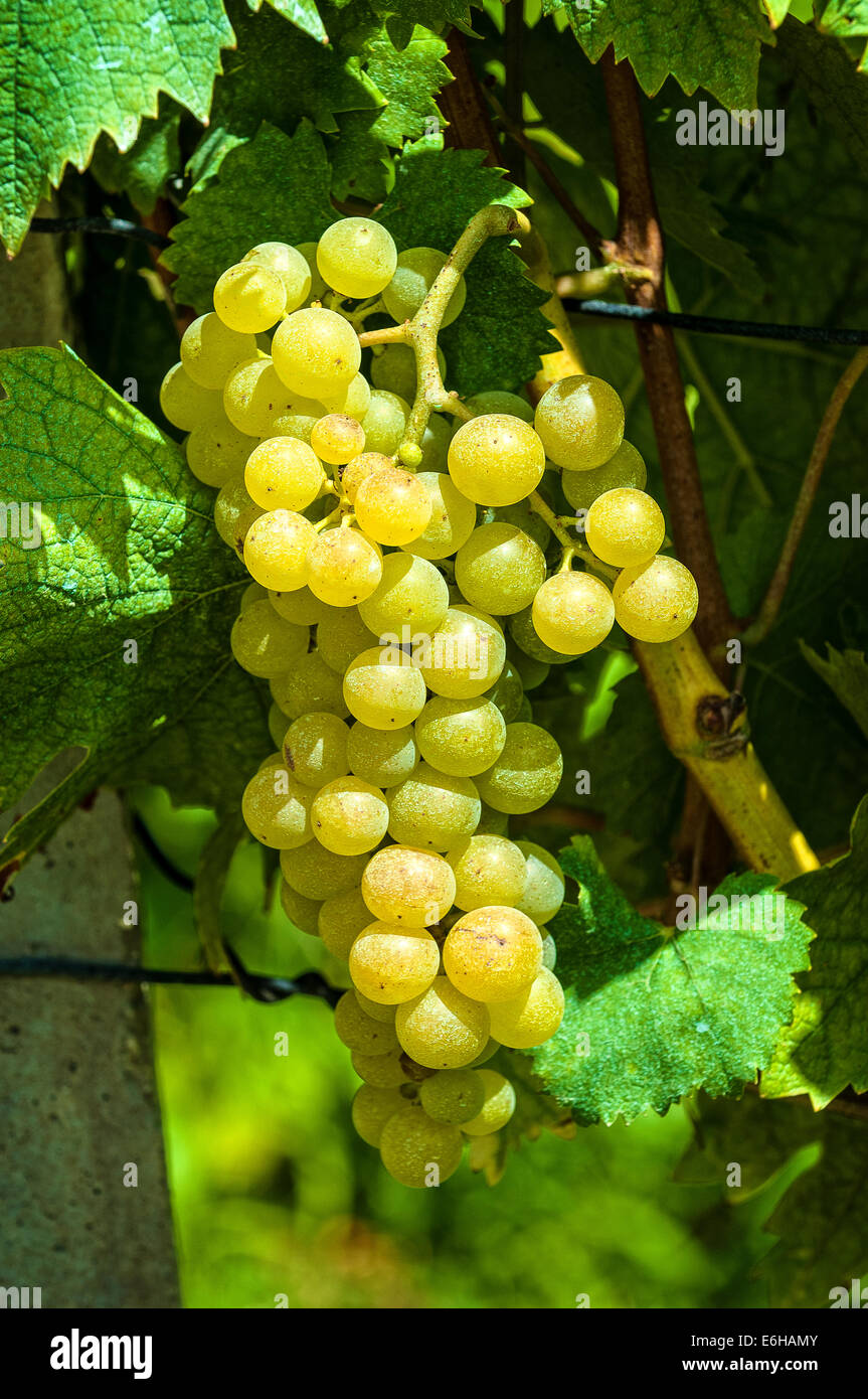 Moscato grapes hi-res stock photography and images - Alamy