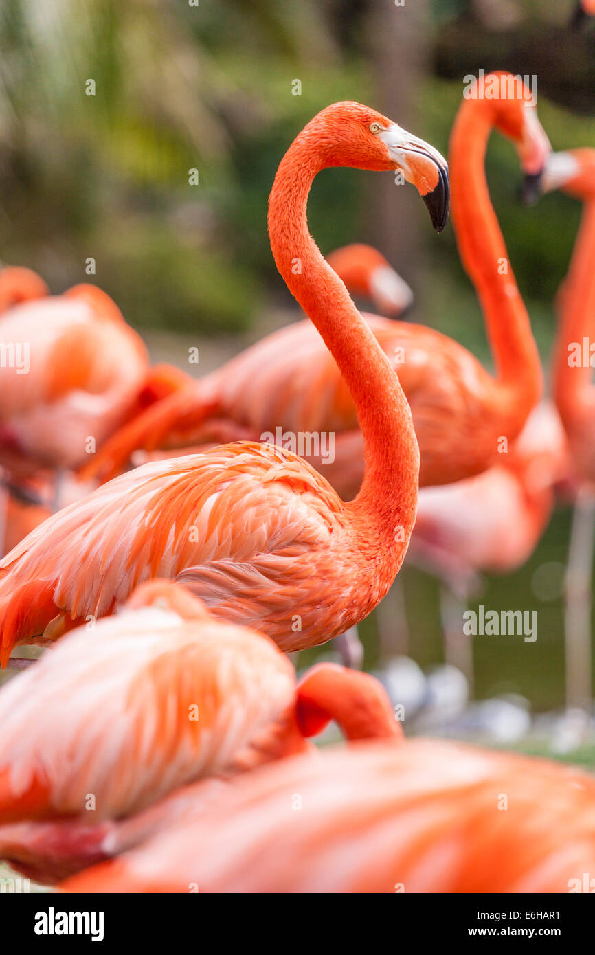 Busch gardens flamingo hi-res stock photography and images - Alamy