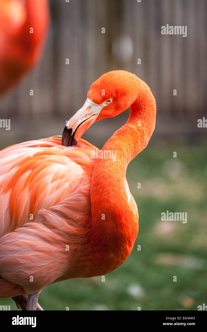 Brightly colored Flamingos at Busch Gardens in Tampa, Florida, USA ...