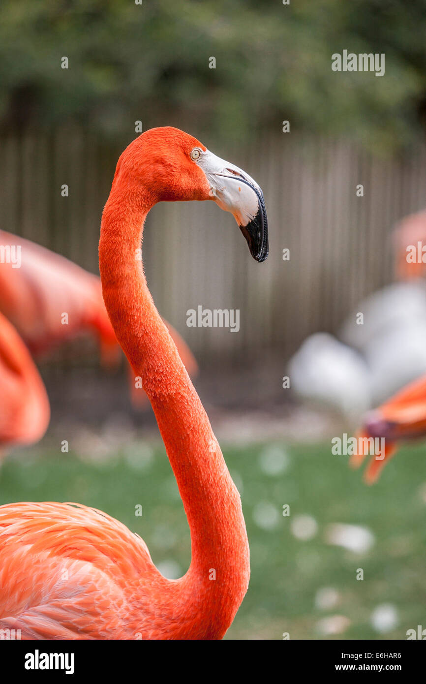 Brightly colored Flamingos at Busch Gardens in Tampa, Florida, USA ...