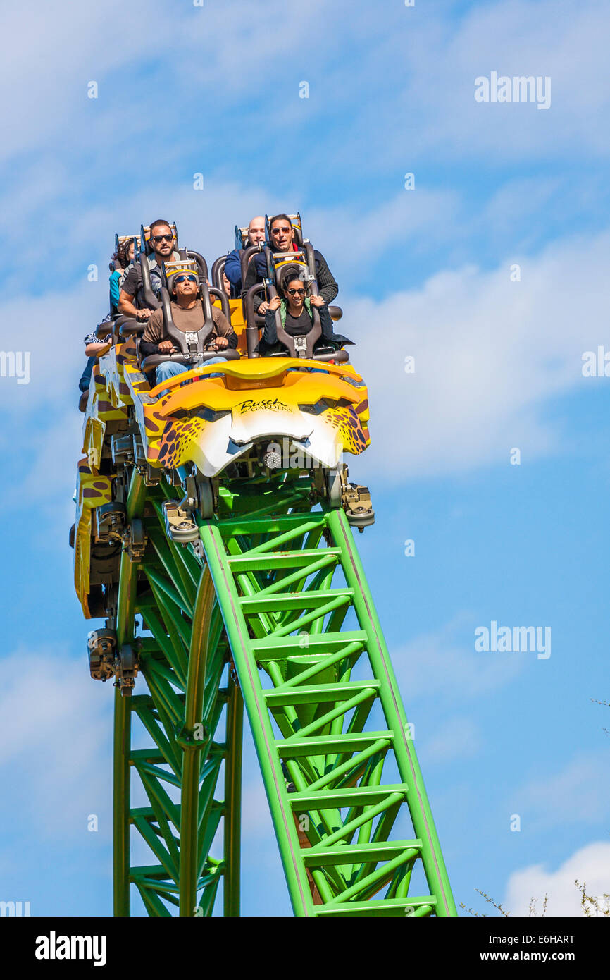 Park guests riding Cheetah Hunt roller coaster at Busch Gardens Tampa ...