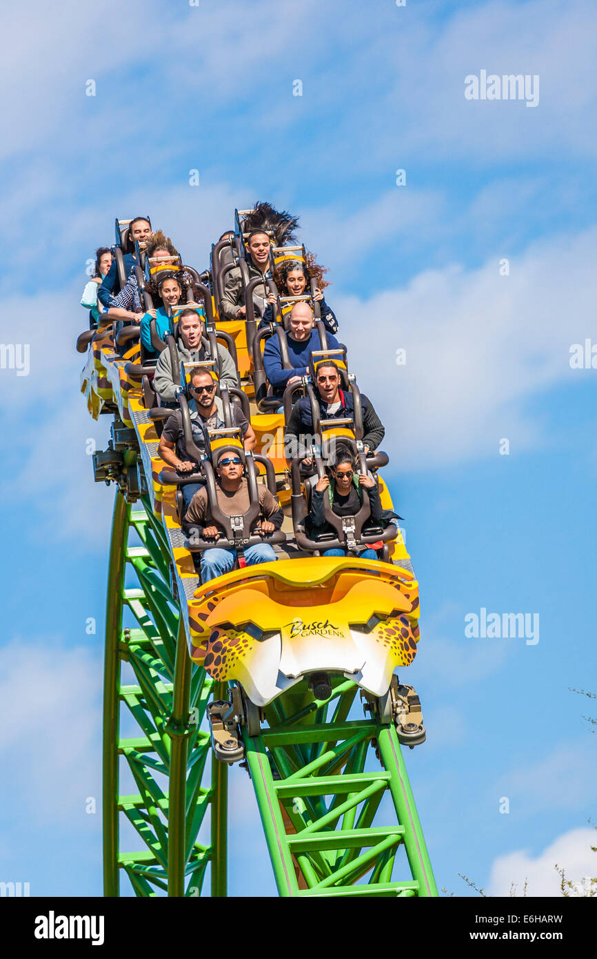 Park guests riding Cheetah Hunt roller coaster at Busch Gardens Tampa ...