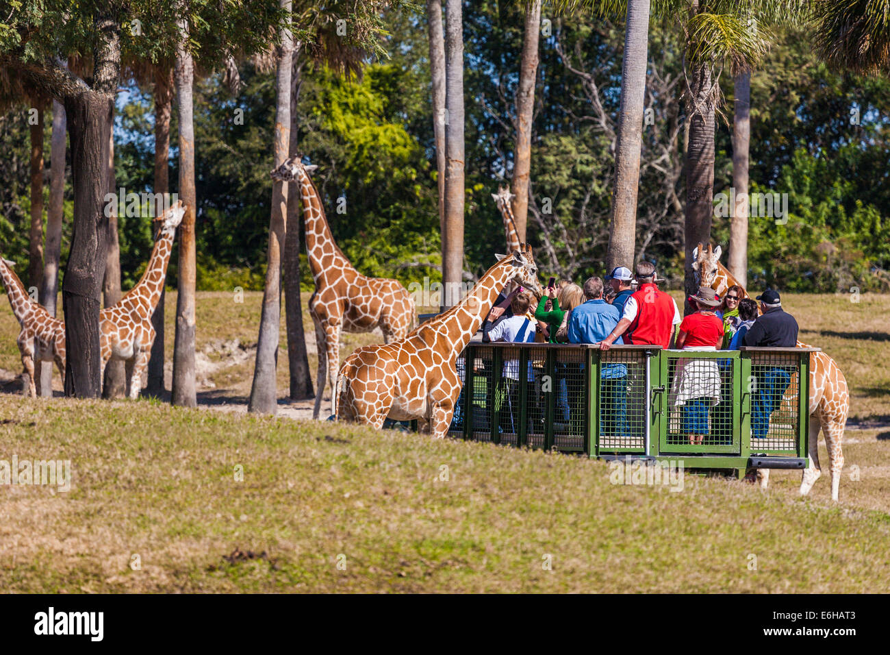 Park Guests feed and pet Giraffes on the Serengeti Safari tour at Busch ...