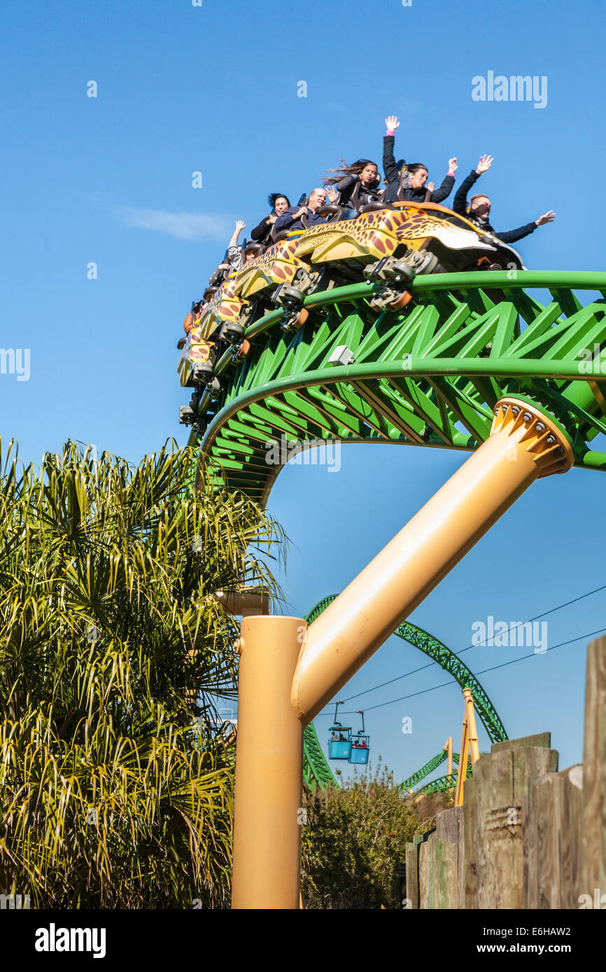 Park guests riding Cheetah Hunt roller coaster at Busch Gardens Tampa ...