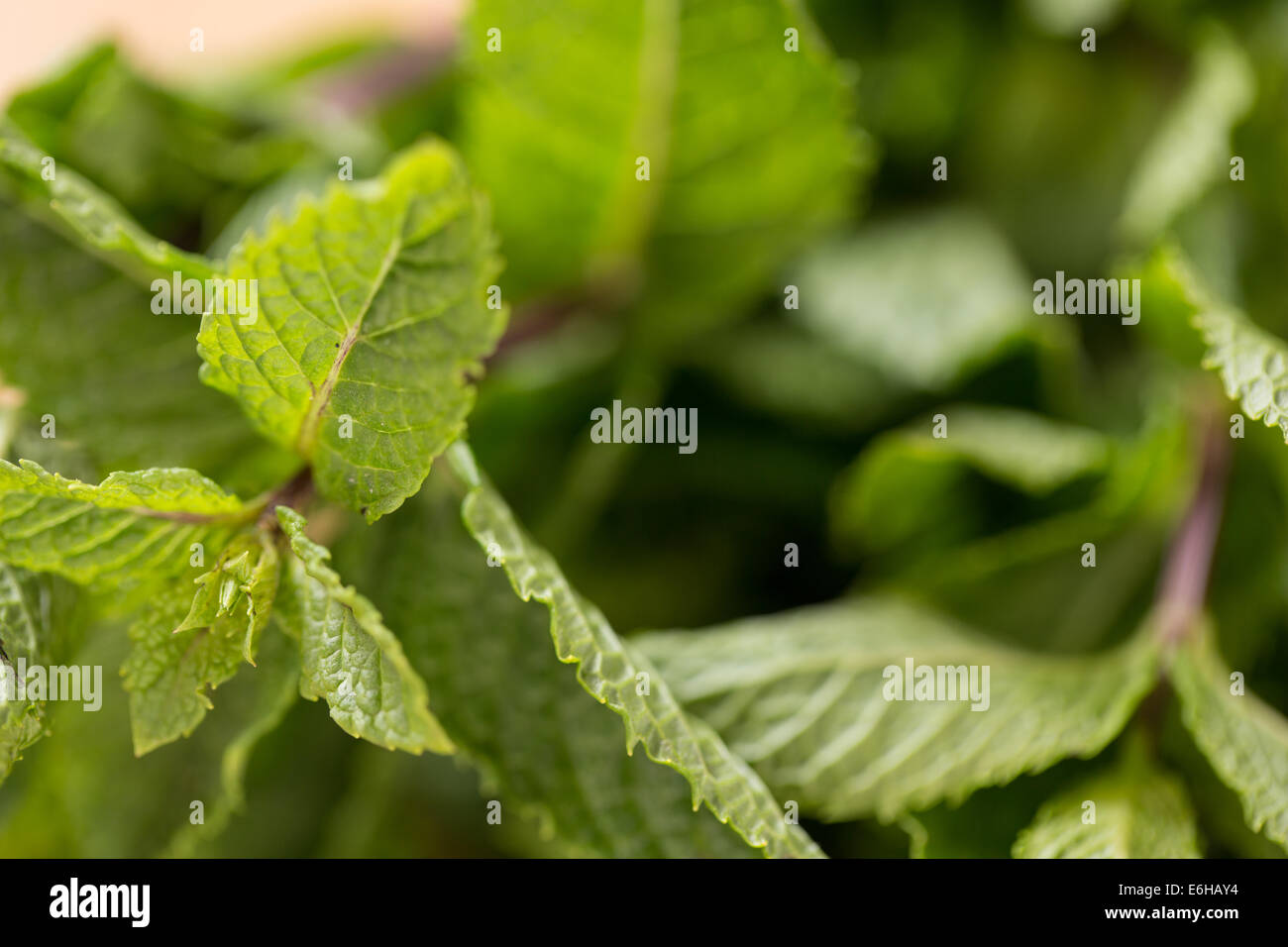 Mint leaves close up hi-res stock photography and images - Alamy