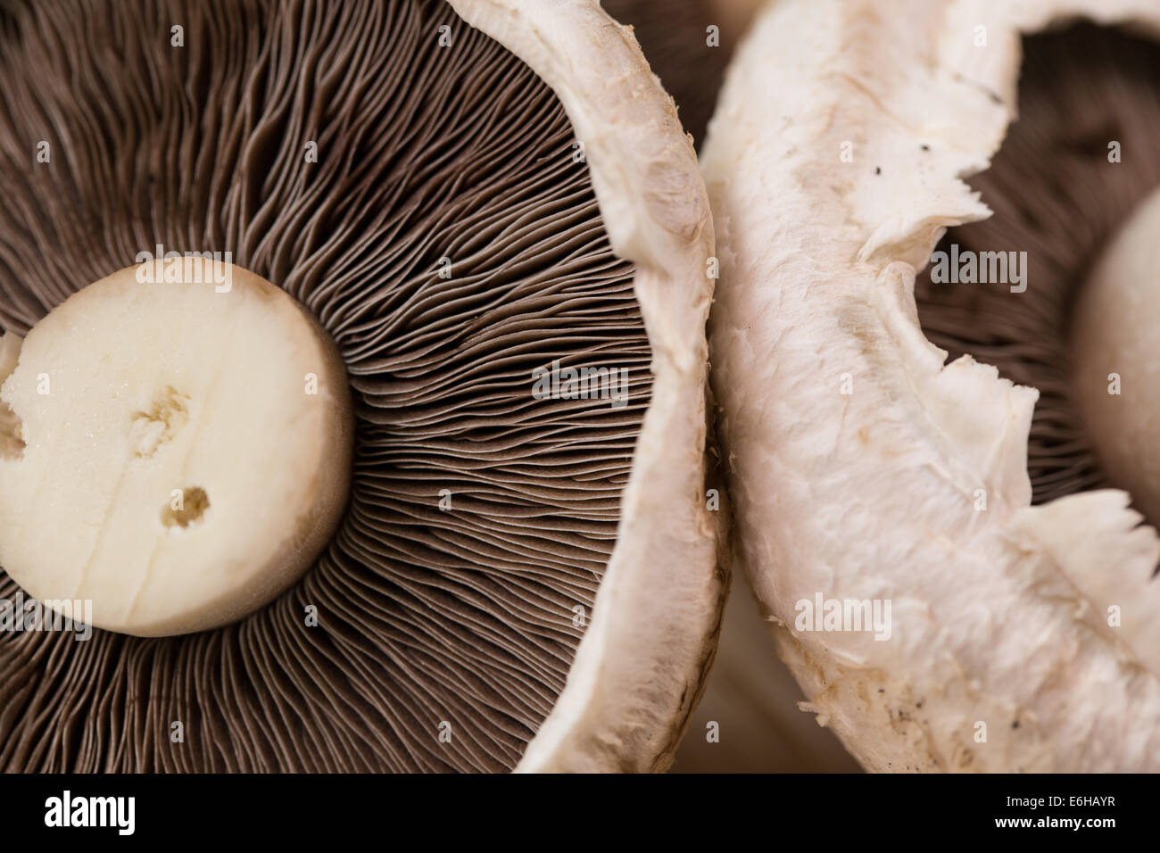 Field mushrooms hi-res stock photography and images - Alamy